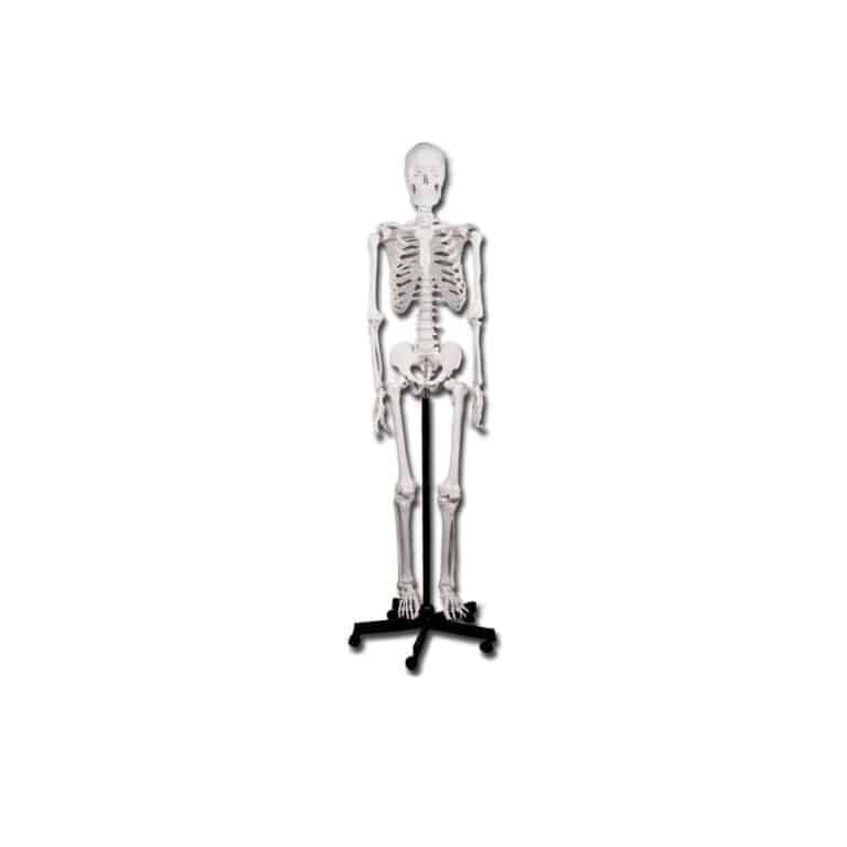 Skelett Anatomisk modell - MediStore